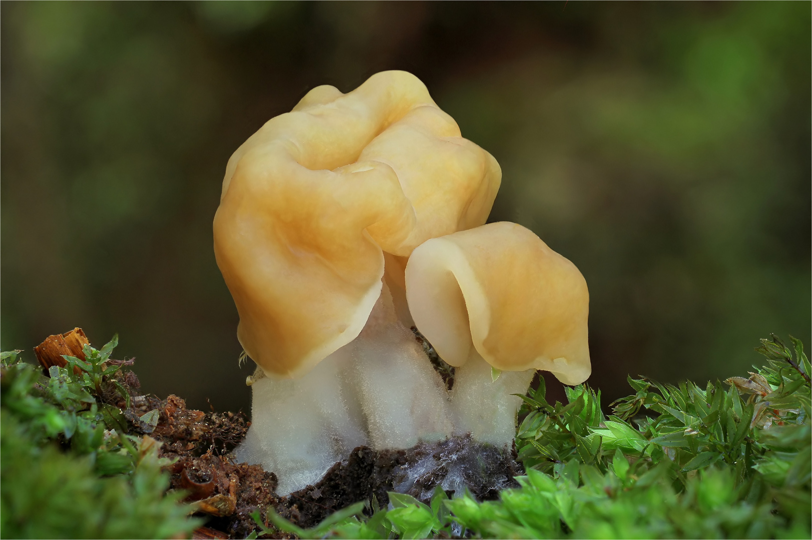 Riesen-Lorchel (Gyromitra gigas) Foto & Bild | wald, makro, natur ...