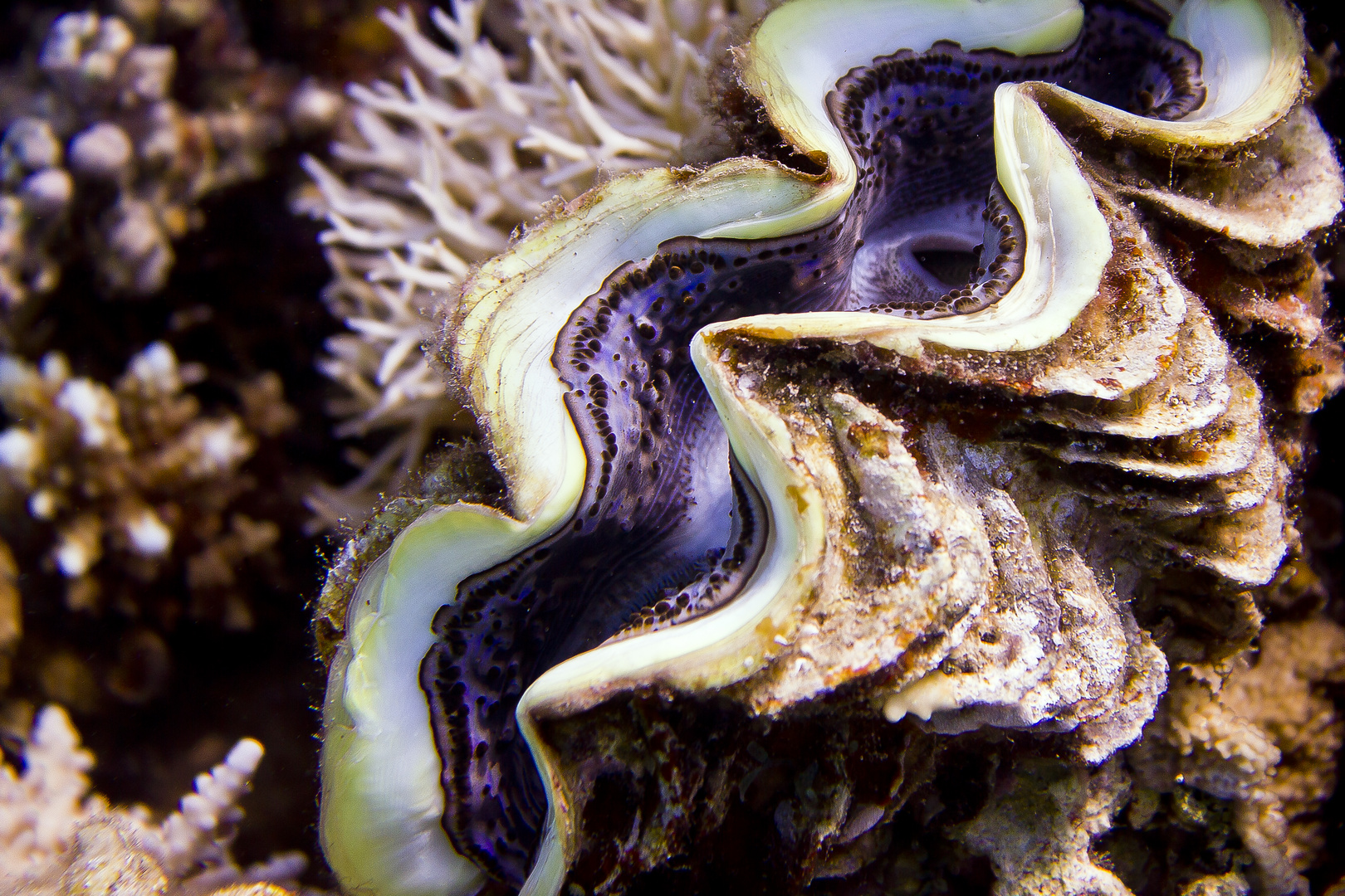 Riesen Muschel Ägypten-Makadi Bay-2010 Foto & Bild | tiere, wildlife ...