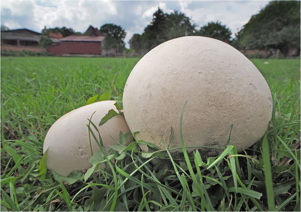 Riesenbovist Foto & Bild | natur, nahaufnahme, olympus Bilder auf ...