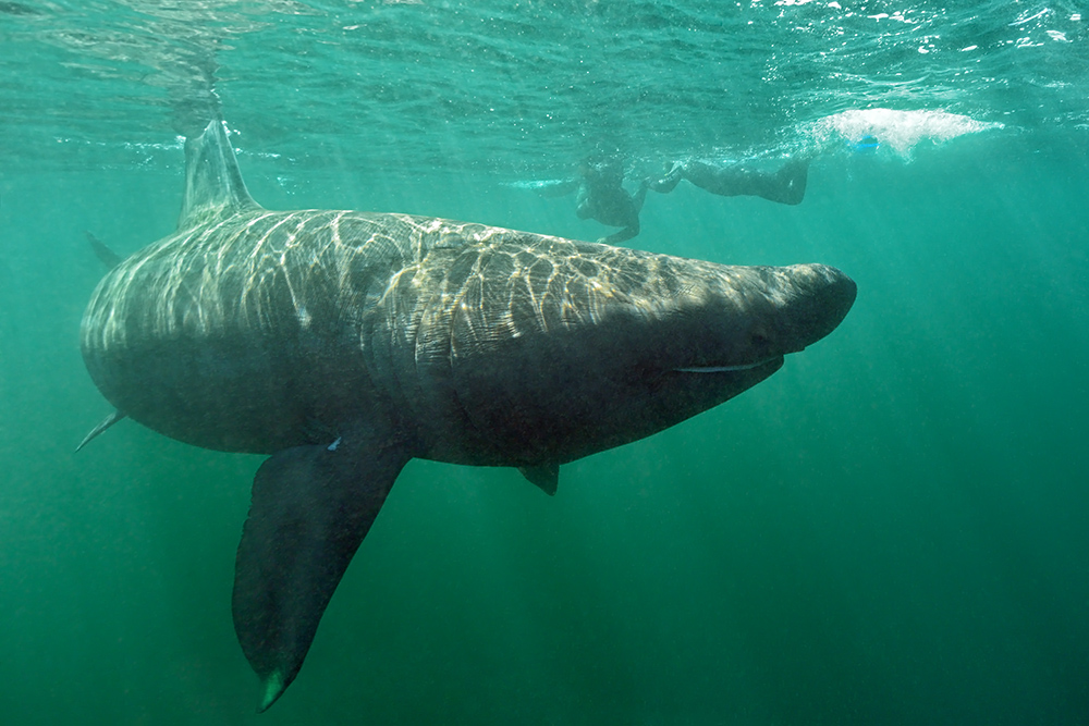 Riesenhai vor Schottland Foto & Bild | unterwasser, uw-salzwasser ...