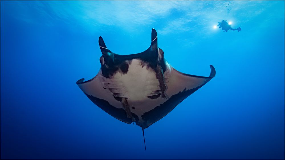 Riesenmanta Foto & Bild | north america, mexico, tiere Bilder auf ...
