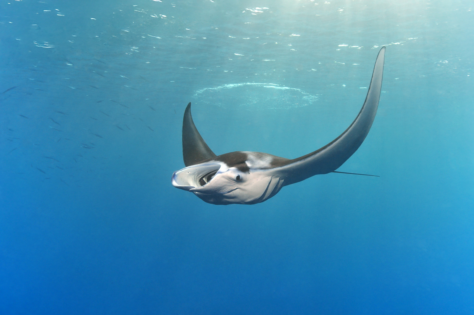 Riesenmanta (Mobula biostris) Foto & Bild | world, natur, tiere Bilder ...