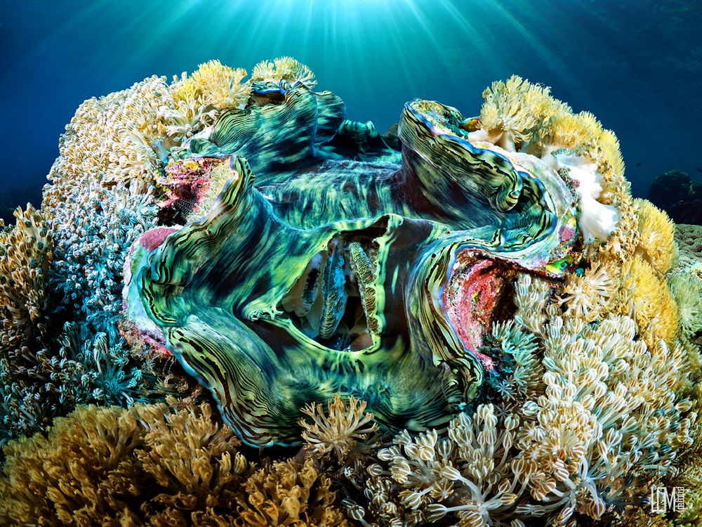 Riesenmuschel Foto & Bild | muschel, asia, indonesia Bilder auf ...