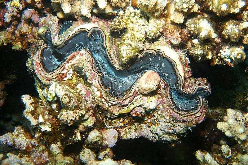 Riesenmuschel Foto & Bild | unterwasser, natur-kreativ ...