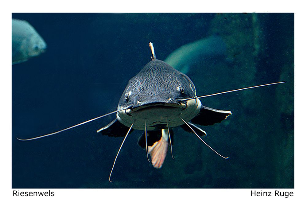 Riesenwels Foto & Bild | tiere, zoo, wildpark & falknerei, zoo: fische ...