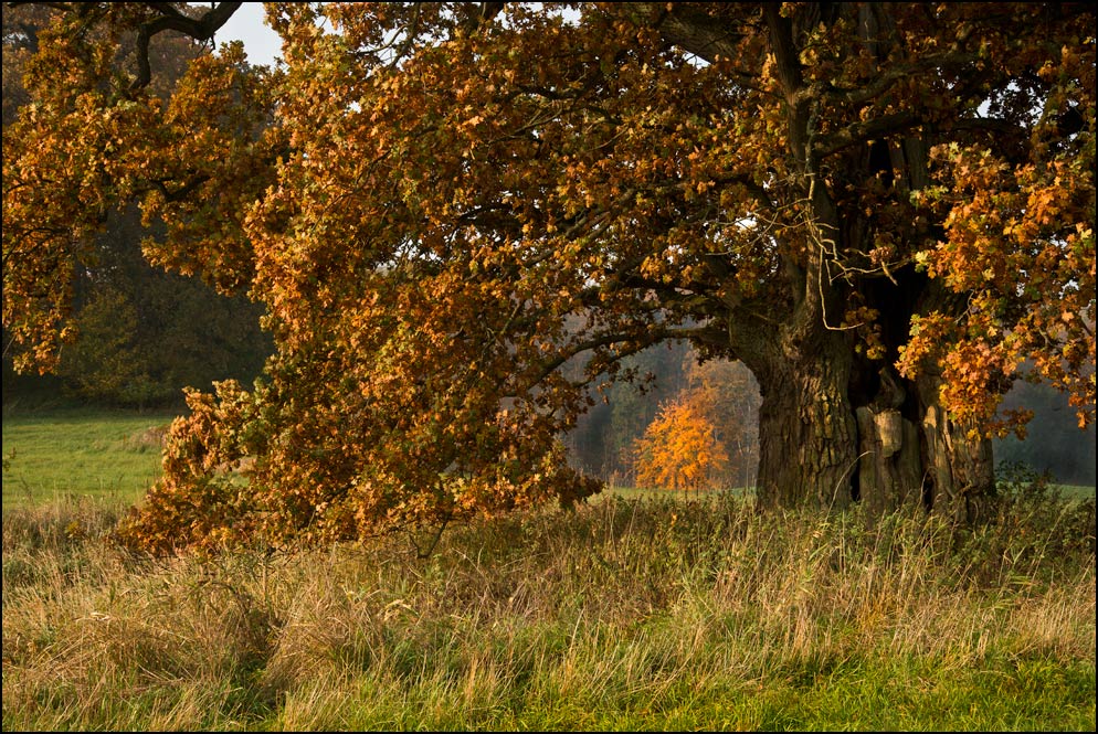 riesig Foto & Bild | jahreszeiten, herbst, natur Bilder auf fotocommunity