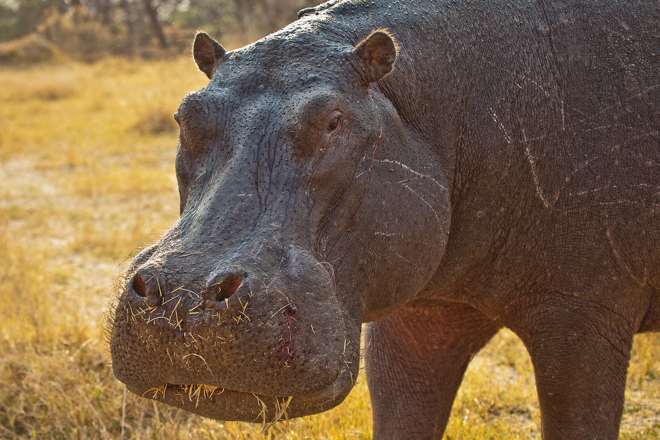 Riesig ... Foto & Bild | africa, southern africa, botswana 2011 Bilder ...
