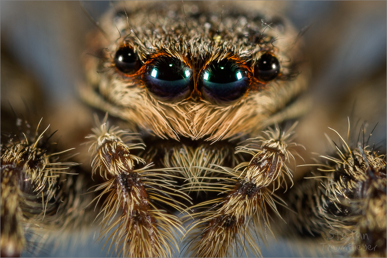 riesig.. Foto & Bild | makro, natur, augen Bilder auf fotocommunity