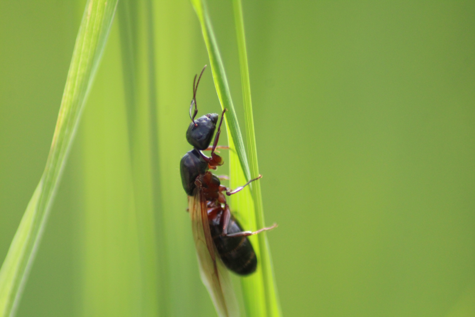Riesig Foto & Bild | tiere, wildlife, insekten Bilder auf fotocommunity