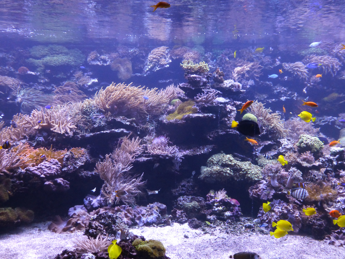 Riff-fische Foto & Bild | tiere, zoo, wildpark & falknerei, landschaft ...