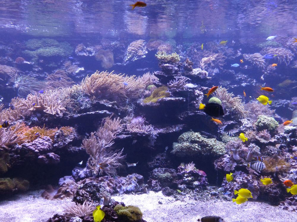 Riff-fische Foto & Bild | tiere, zoo, wildpark & falknerei, landschaft ...