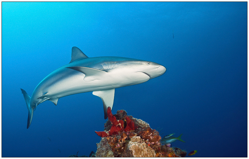 Riff + Hai = Riffhai :-) Foto & Bild | unterwasser, natur-kreativ ...