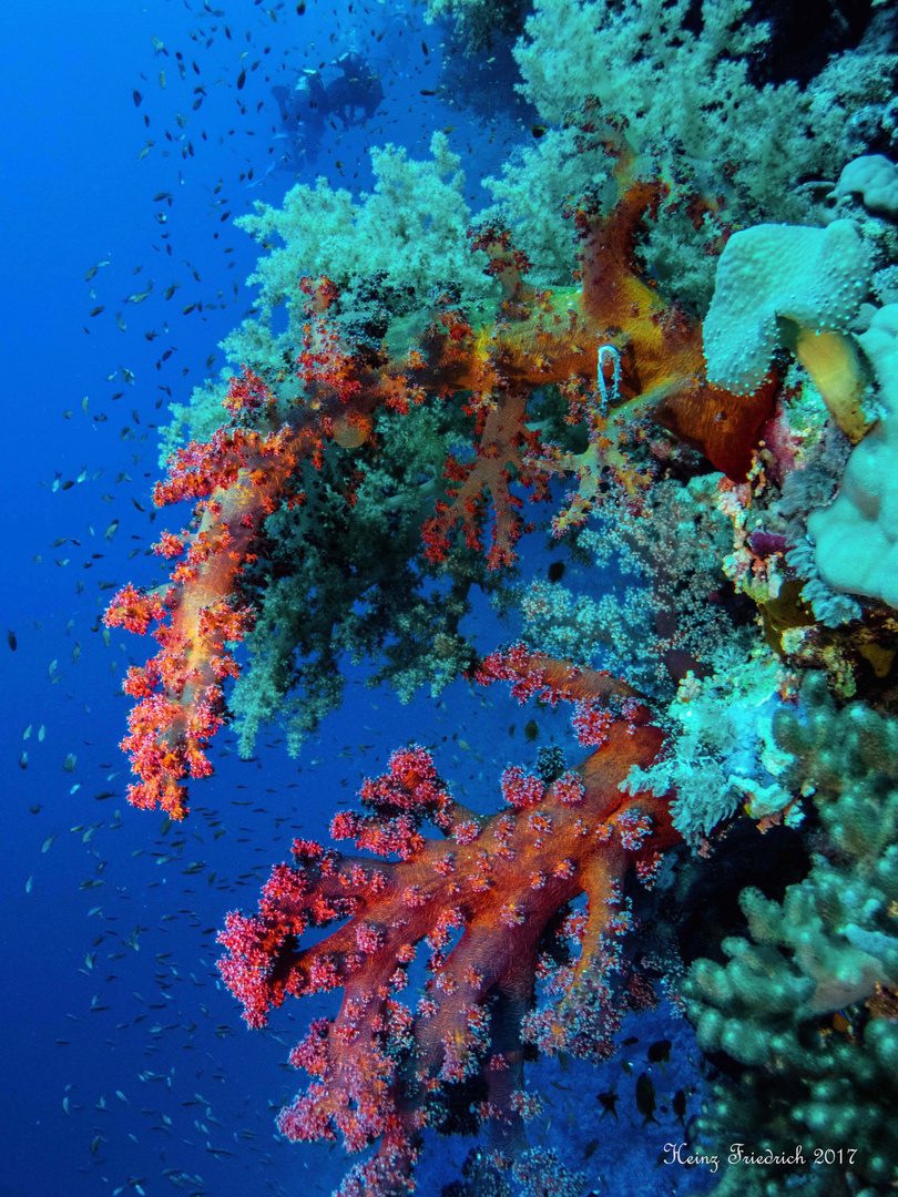 Riff Impressionen Foto & Bild | unterwasser, uw-salzwasser, natur ...
