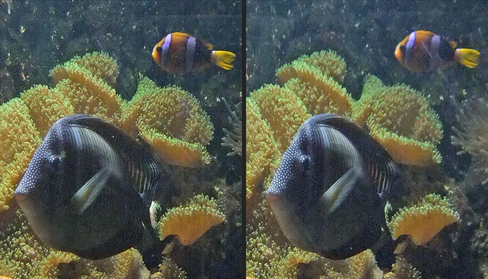 Rifffische Foto & Bild | stereoskopische raumbilder, kreuzblick-stereos ...