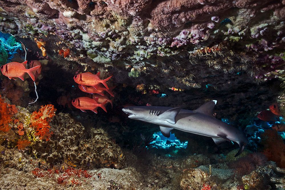 Riffhai Foto & Bild | world, natur, tiere Bilder auf fotocommunity