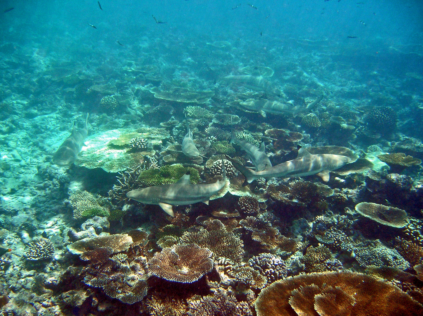 Riffhaie Malediven Foto & Bild | asia, indian ocean, malediven Bilder ...