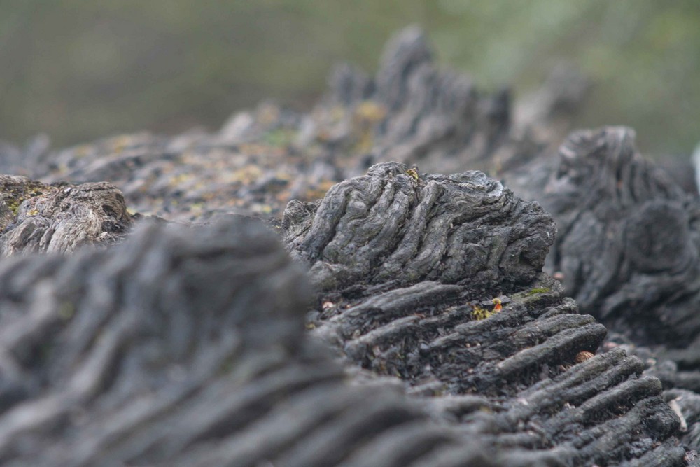 Rillen und Furchen..... Foto & Bild | pflanzen, pilze & flechten, bäume ...