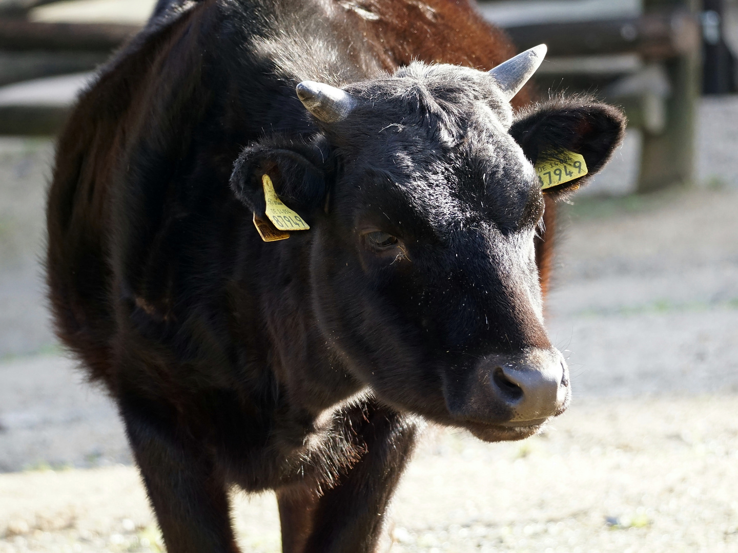 Rind Foto & Bild | natur, paarhufer, tiere Bilder auf fotocommunity