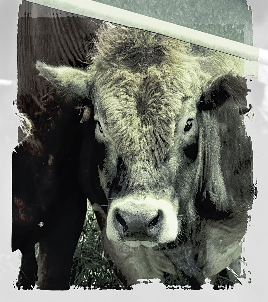 Rind Foto & Bild | bearbeitungs - techniken, filtertechniken, tiere Bilder auf fotocommunity