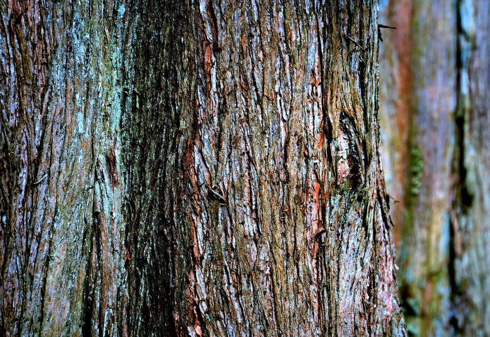 Rinde Foto & Bild | bäume, natur, farbe Bilder auf fotocommunity