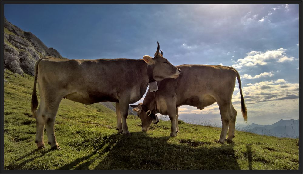 Rinder Foto & Bild | natur, landschaft, tiere Bilder auf fotocommunity