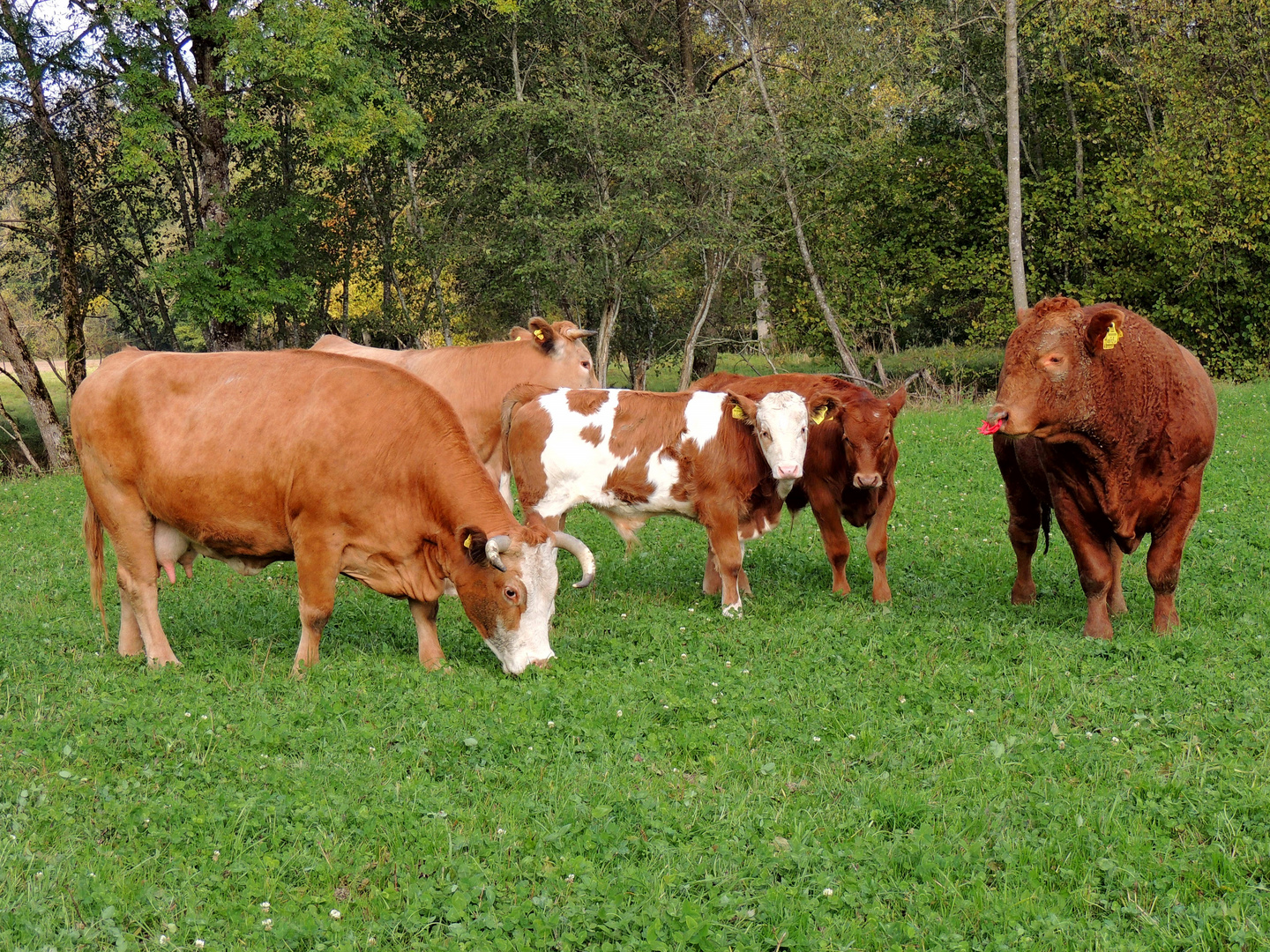 Rinder auf der Weide Foto & Bild | natur, kuh, tiere Bilder auf ...