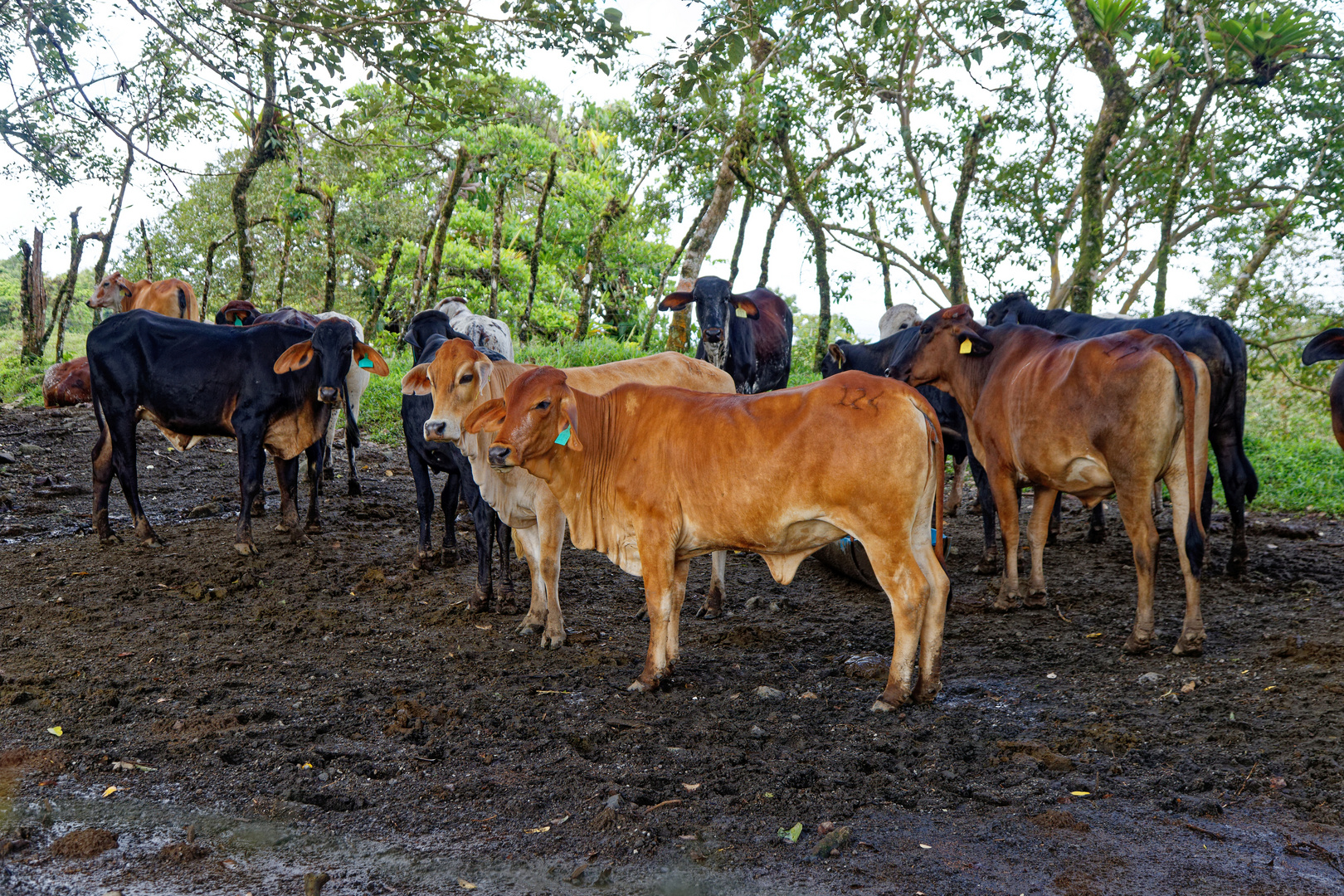 Rinder Foto & Bild | north america, central america, tiere Bilder auf ...