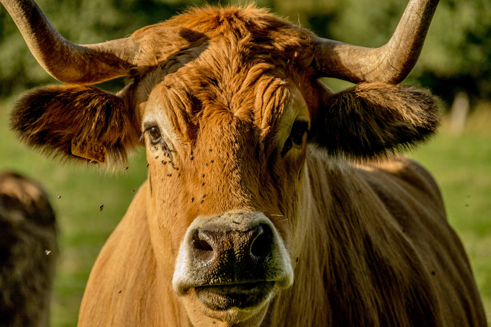 Rinder Kopf Foto & Bild | archiv - kritik am bild, kritik am bild ...