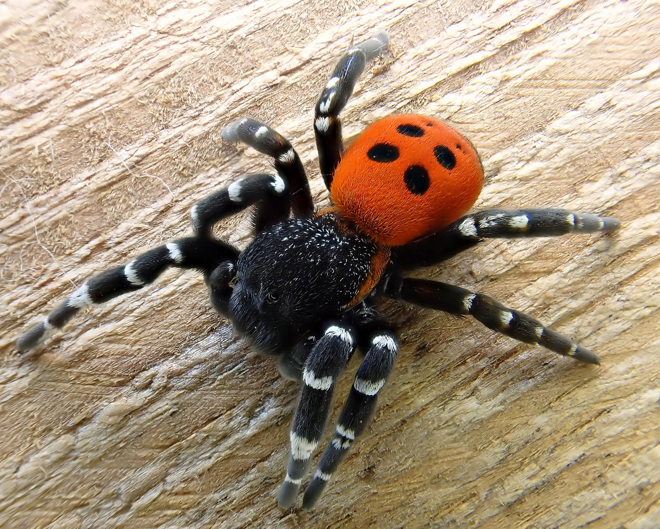 Ringelfüßige Röhrenspinne (Eresus sandaliatus) Foto & Bild | tiere ...
