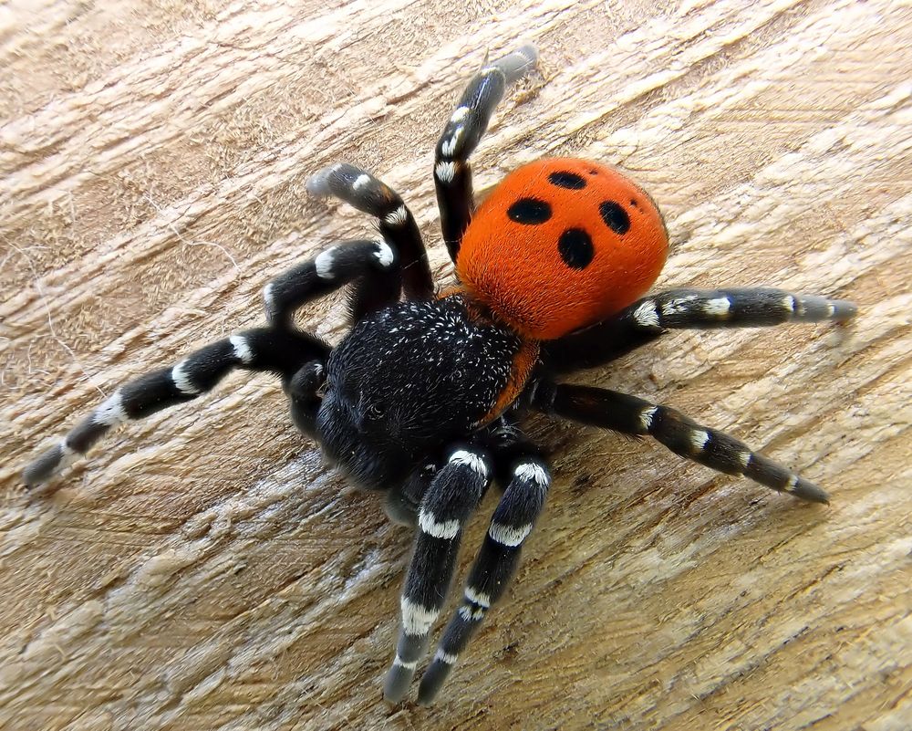 Ringelfüßige Röhrenspinne (Eresus sandaliatus) Foto & Bild | tiere ...