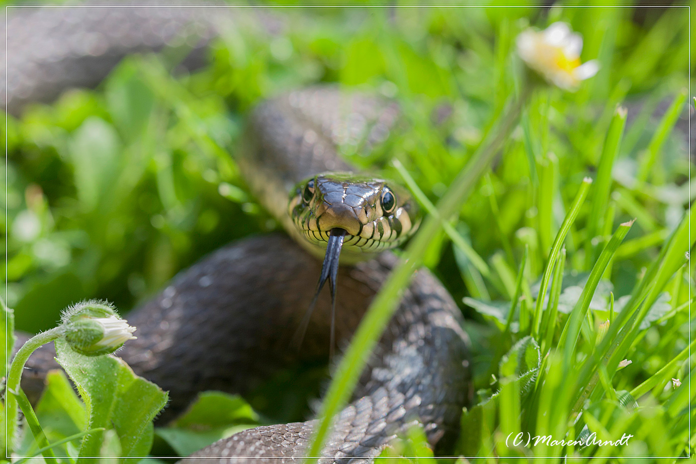 Ringelnatter Foto & Bild | natur, tiere, wildlife Bilder auf fotocommunity