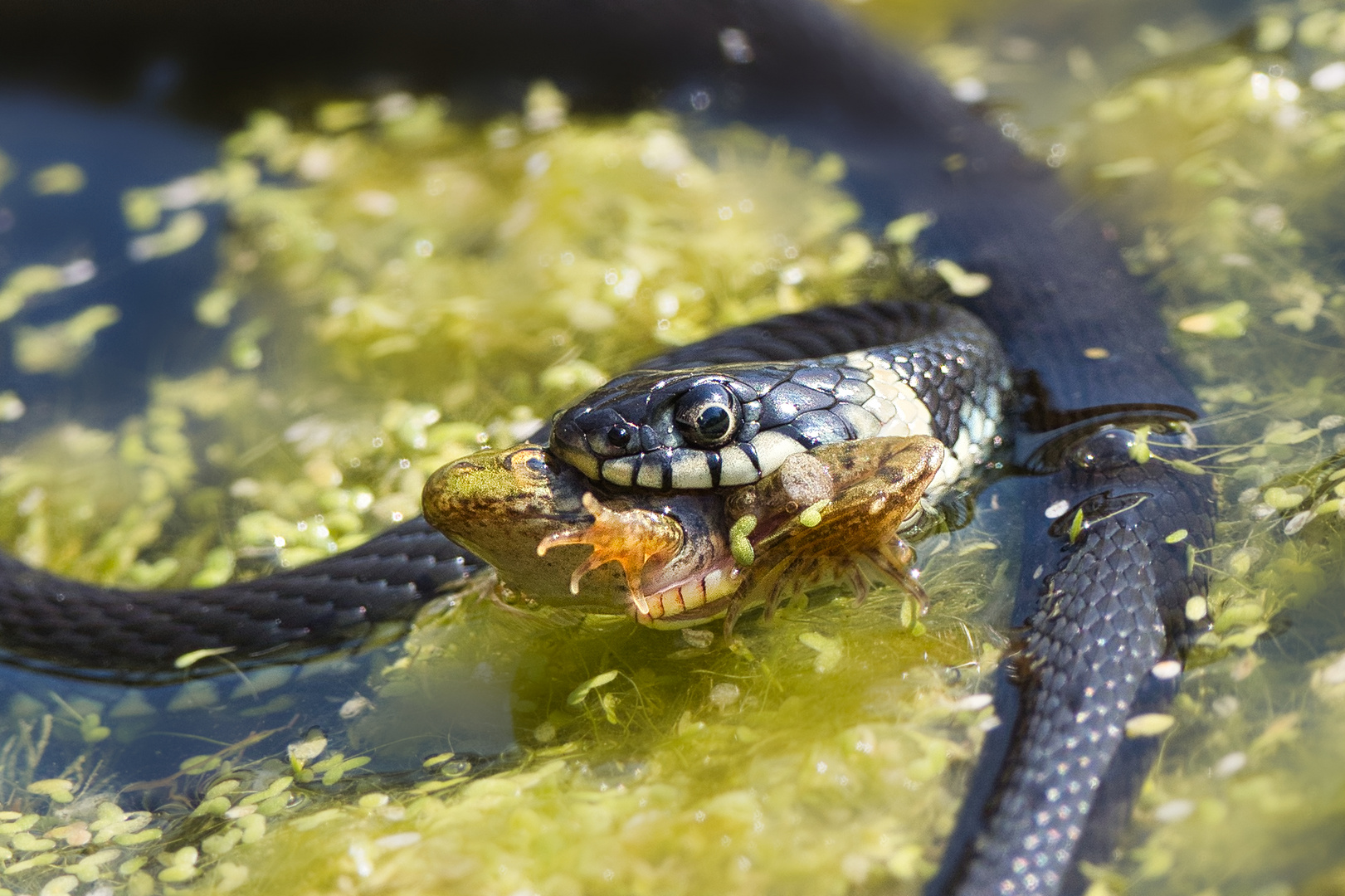 Ringelnatter... Foto & Bild | tiere, wildlife, amphibien & reptilien ...