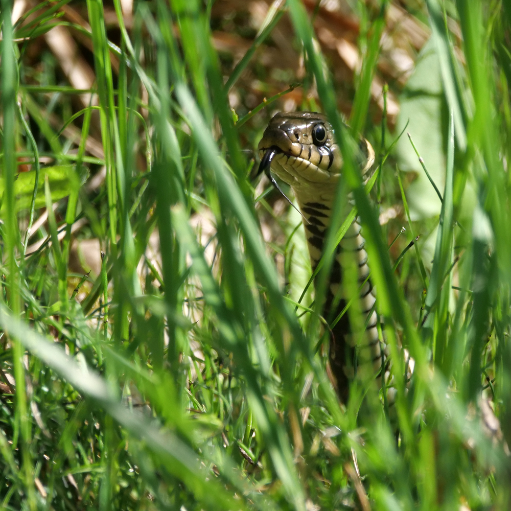 Ringelnatter Foto & Bild | tiere, wildlife, amphibien & reptilien ...