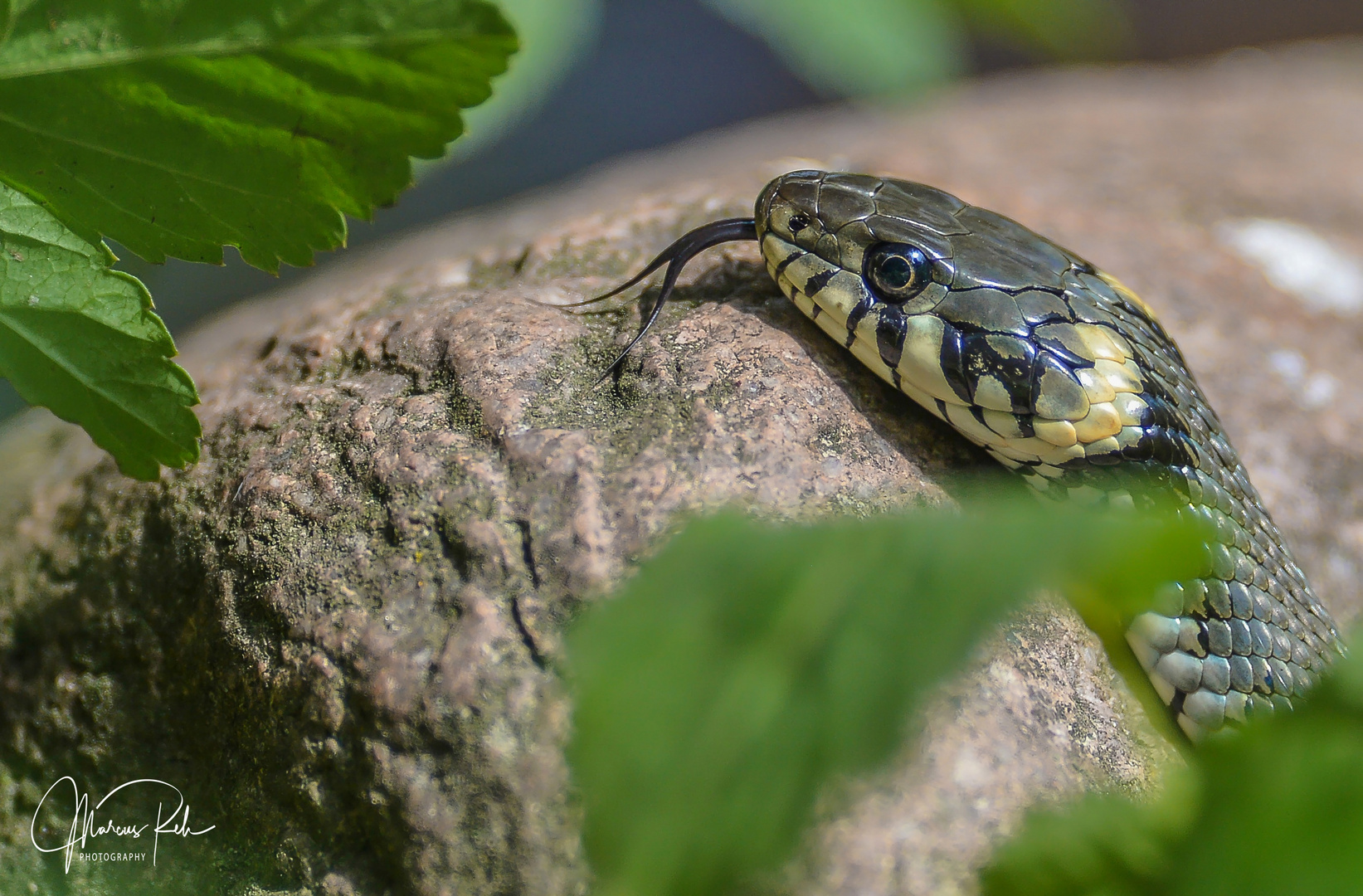 Ringelnatter Foto & Bild | tiere, wildlife, amphibien & reptilien ...