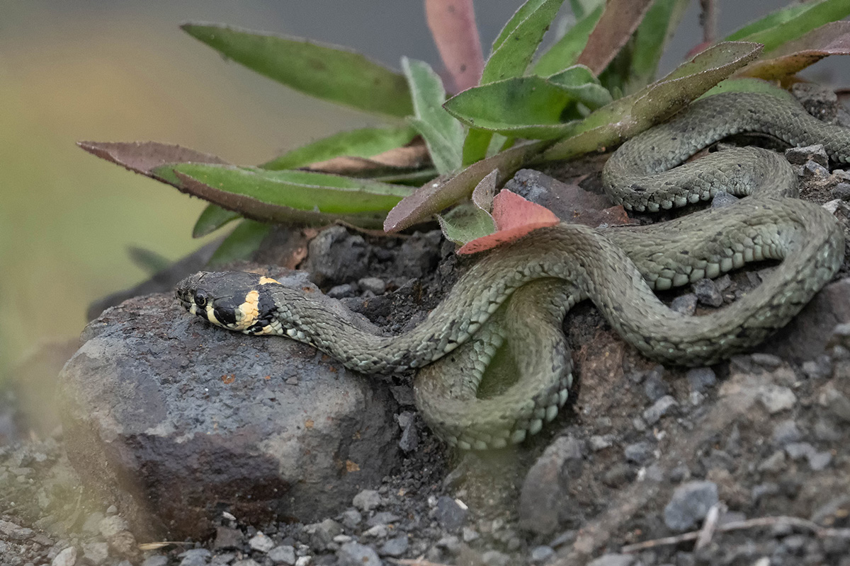 Ringelnatter Foto & Bild | natur, tiere, wildlife Bilder auf fotocommunity