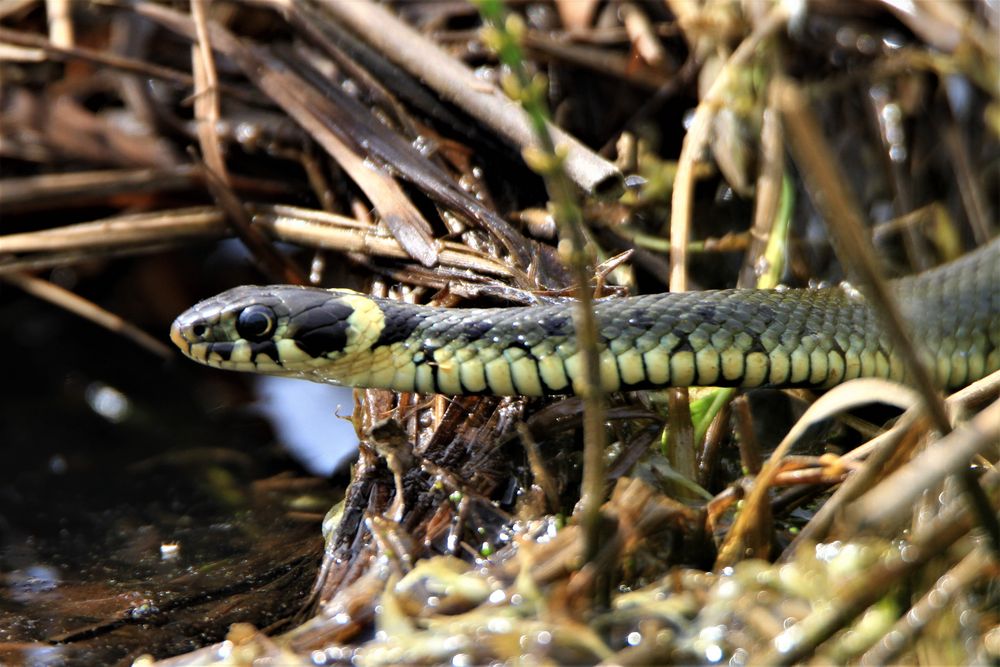 Ringelnatter Foto & Bild | natur, tiere, wildlife Bilder auf fotocommunity