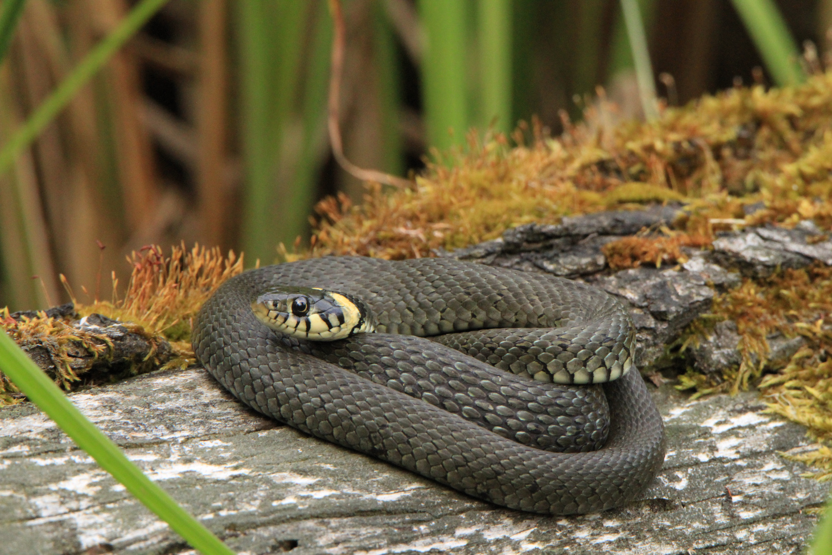 Ringelnatter Foto & Bild | fotos, natur, tiere Bilder auf fotocommunity