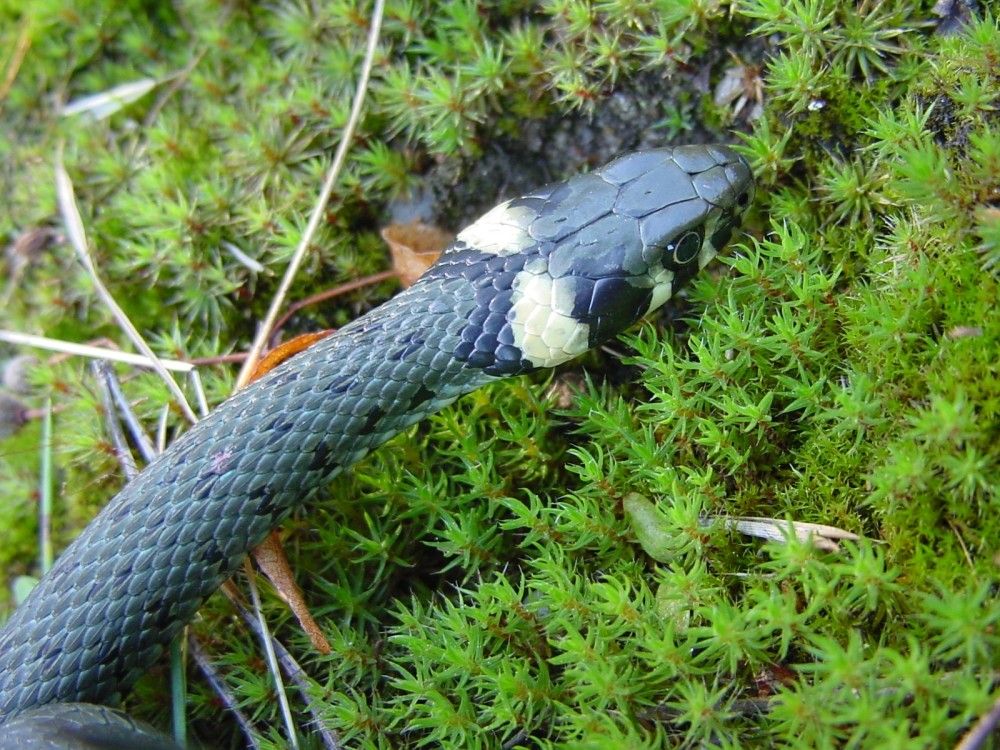 Ringelnatter Foto & Bild | tiere, wildlife, amphibien & reptilien ...