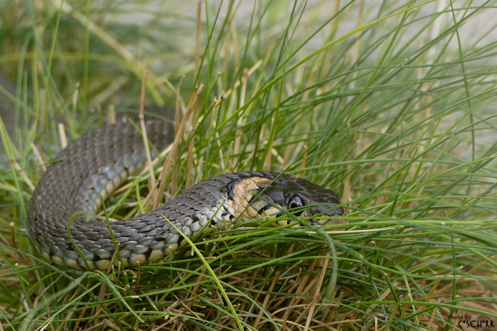 Ringelnatter Foto & Bild | natur, zoo, schlangen Bilder auf fotocommunity