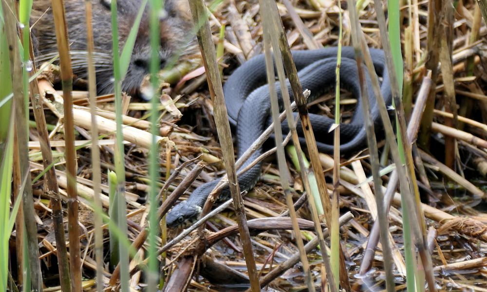Ringelnatter bei den Nutrias im Nest Foto & Bild | teich, natur, nutria ...
