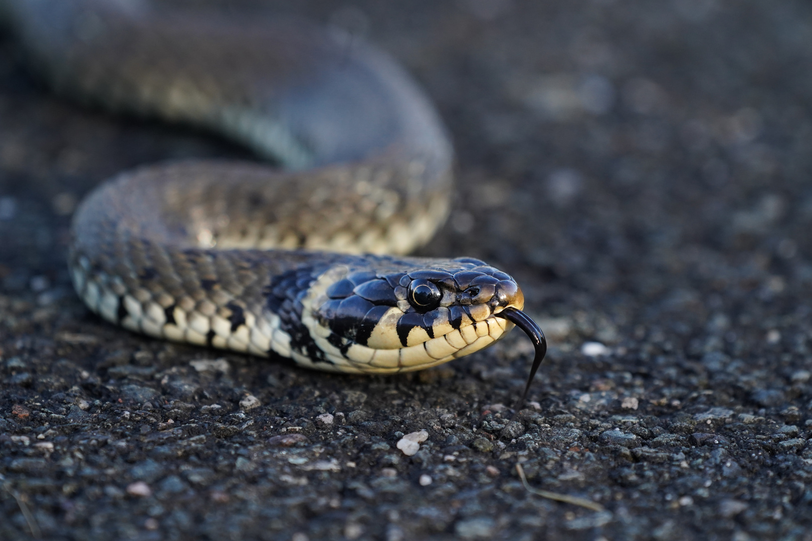 Ringelnatter Foto & Bild | tiere, wildlife, amphibien & reptilien ...