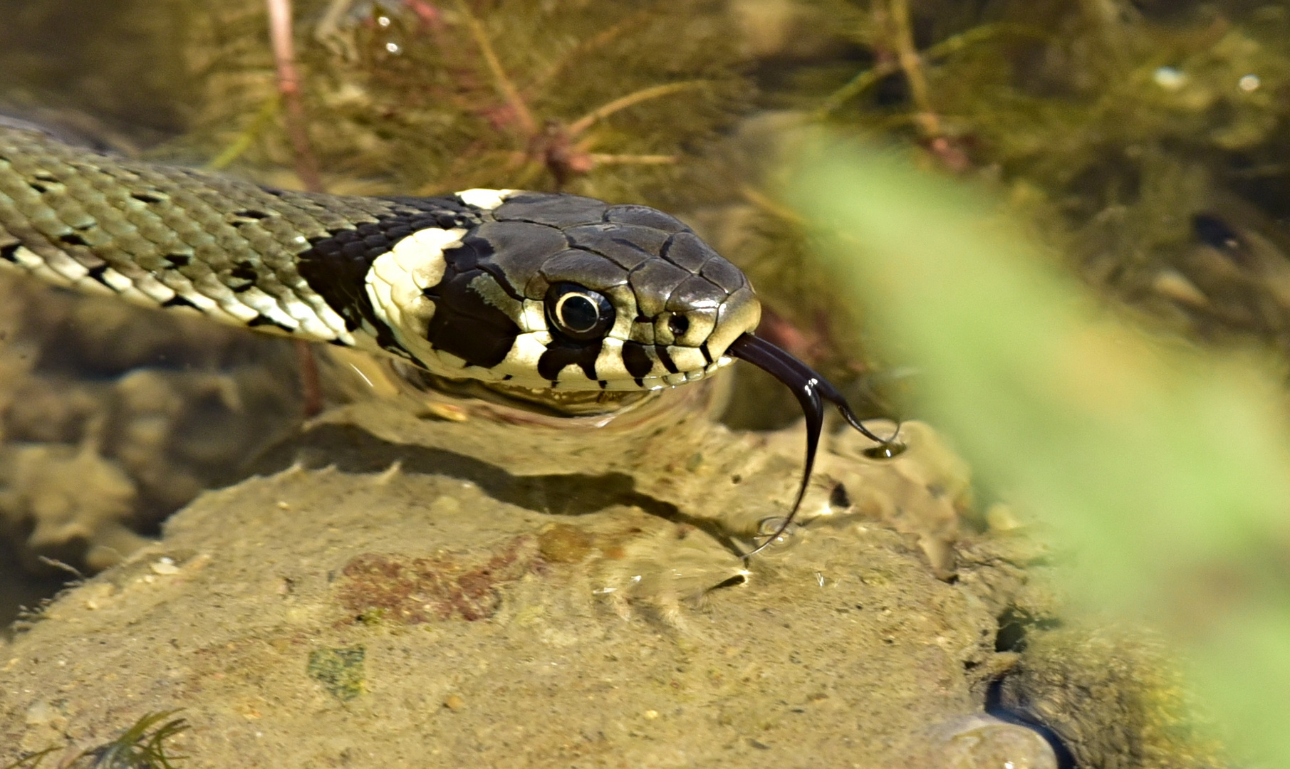 Ringelnatter Foto & Bild | tiere, wildlife, amphibien & reptilien ...