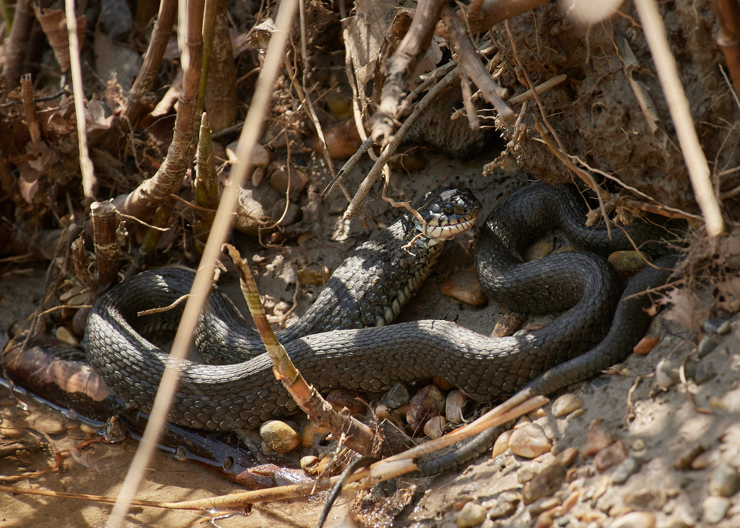 Ringelnatter, der Fisch ist verschlungen - fertig, Murnauer Moos / Bild ...