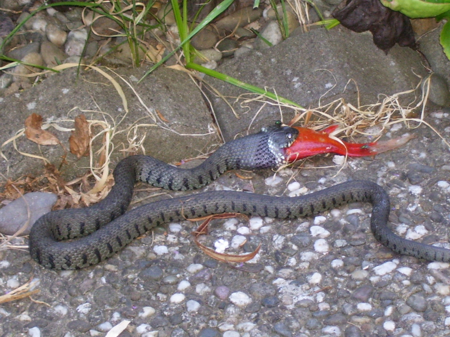 Ringelnatter erbeutet Goldfisch Foto & Bild | tiere, wildlife ...