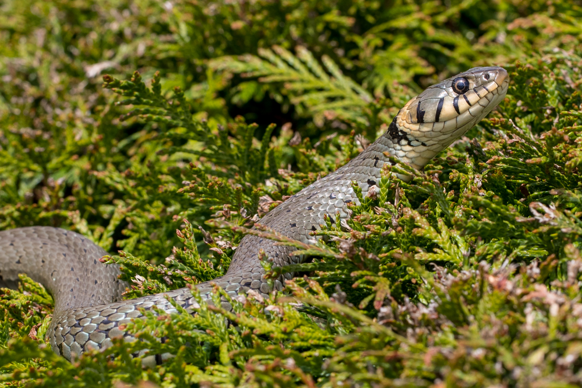 Ringelnatter Foto & Bild | tiere, wildlife, amphibien & reptilien ...
