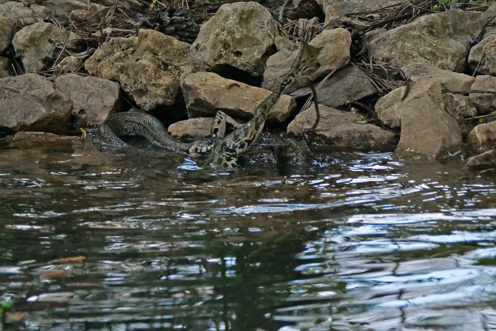 Ringelnatter fängt und frisst Frosch (Bild 2) Foto & Bild | natur ...