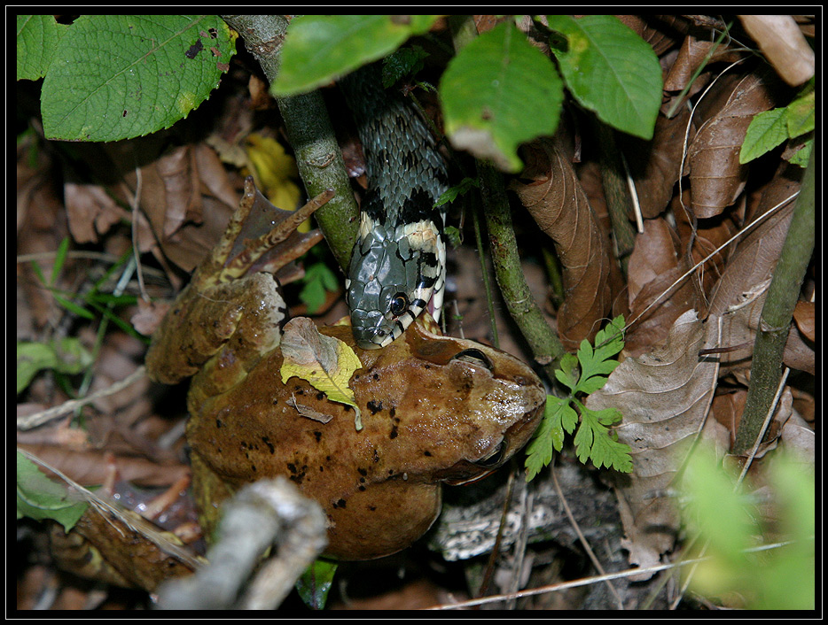 Ringelnatter ...fressen und gefressen werden Foto & Bild | archiv ...