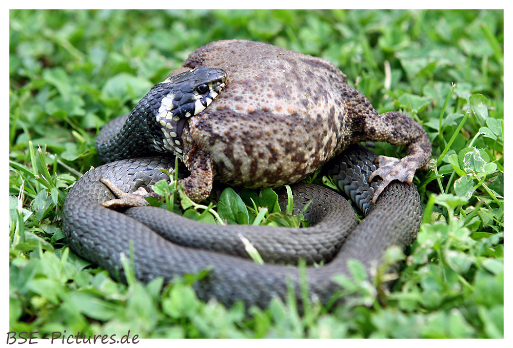 Ringelnatter frisst Kröte Foto & Bild | tiere, wildlife, amphibien ...