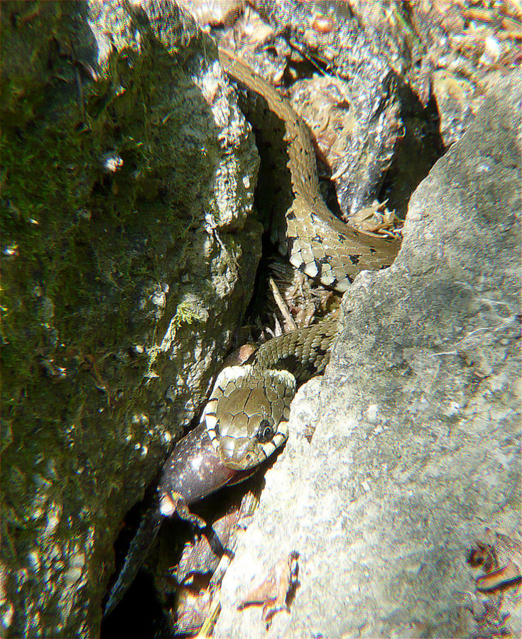 Ringelnatter frißt Molch Foto & Bild | tiere, wildlife, amphibien ...