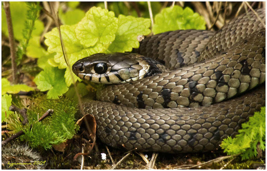 ringelnatter III....... Foto & Bild | tiere, wildlife, amphibien ...